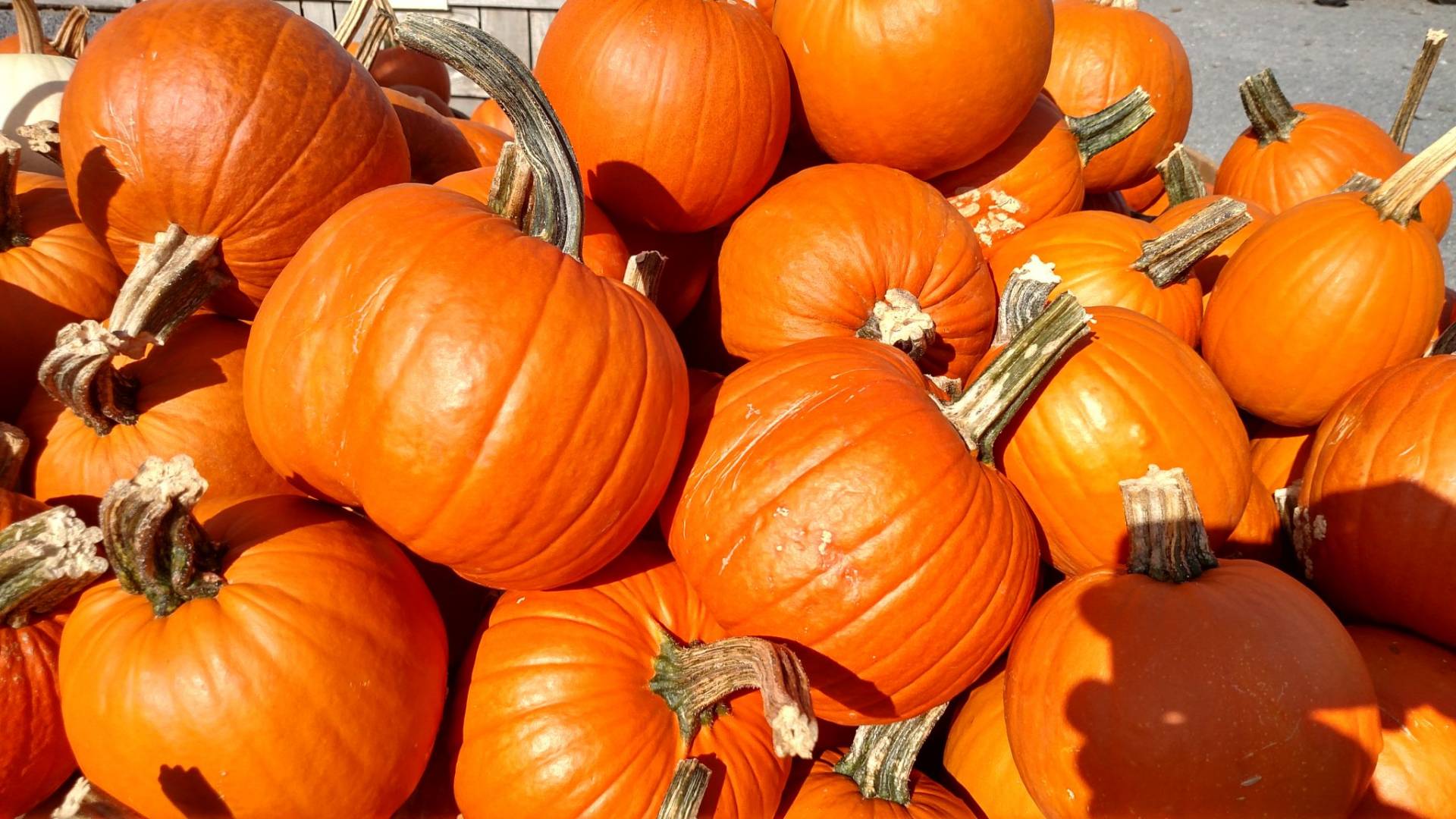 Pumpkins | Brecknock Orchard LLC, Mohnton Lancaster County PA