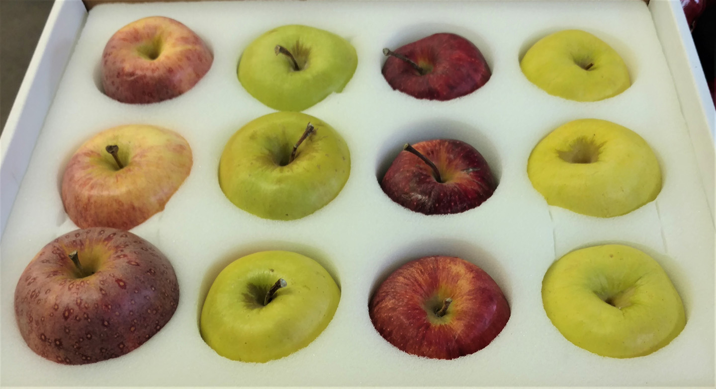 Premium Orchard Fresh Fruit - 12 Count - Brecknock Orchard LLC