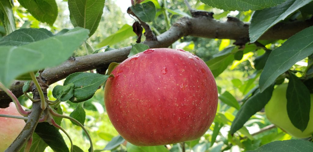 Pick Your Own Fruits & Vegetables | Brecknock Orchard, Mohnton PA