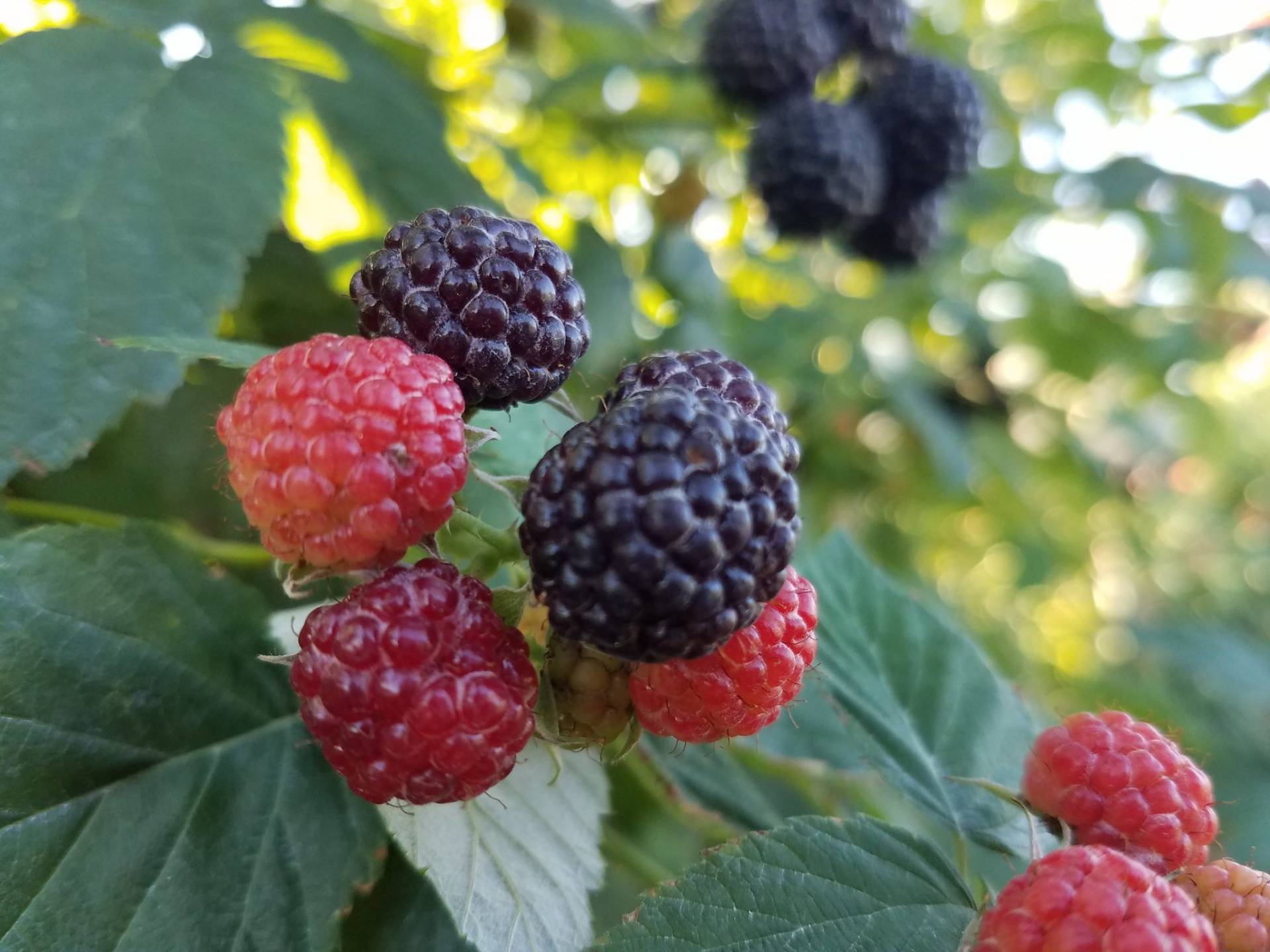 Berry Recipes - Brecknock Orchard LLC, Mohnton Lancaster County PA