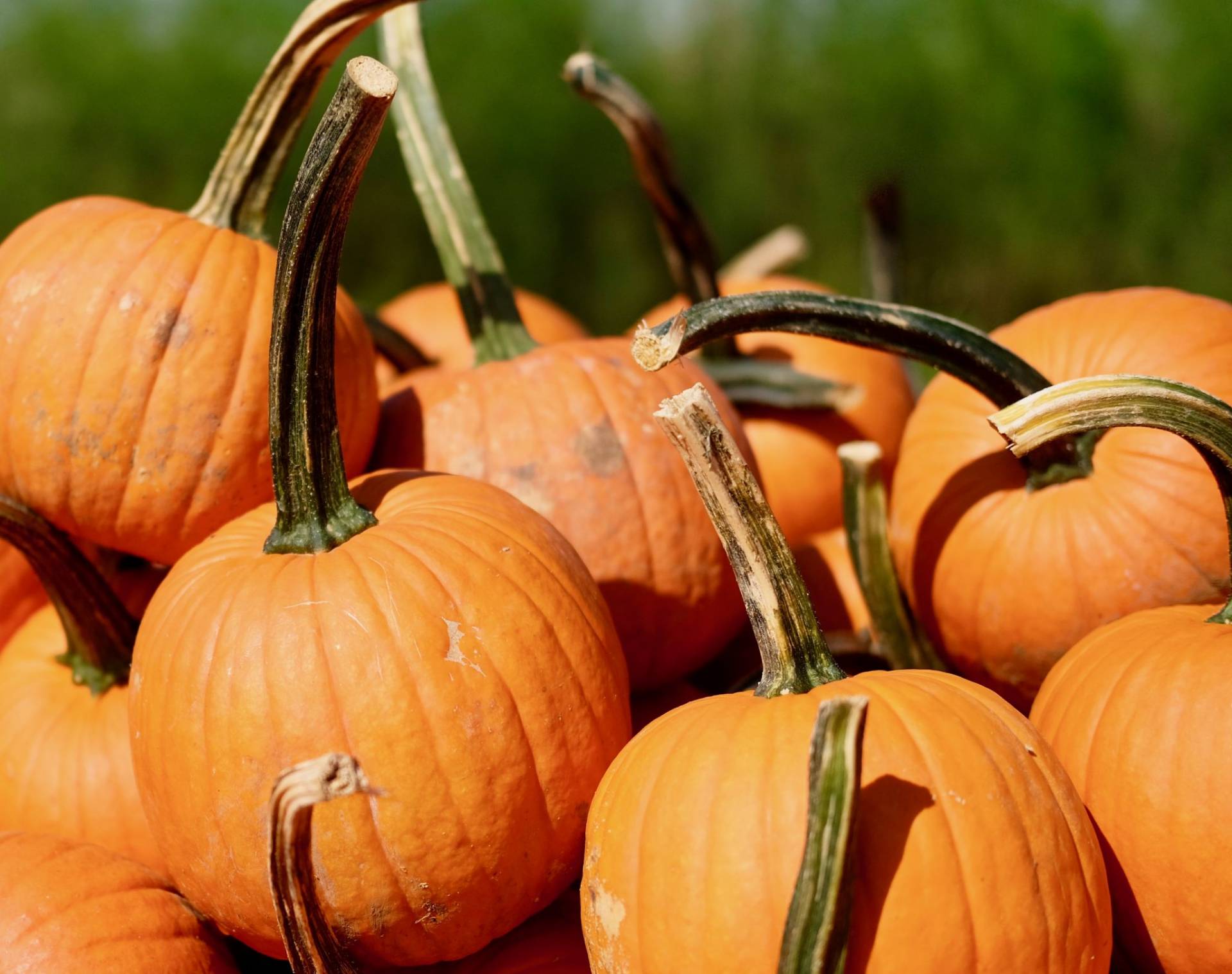 Pumpkin Picking Farm | Local Pumpkin Patch in Central Pennsylvania