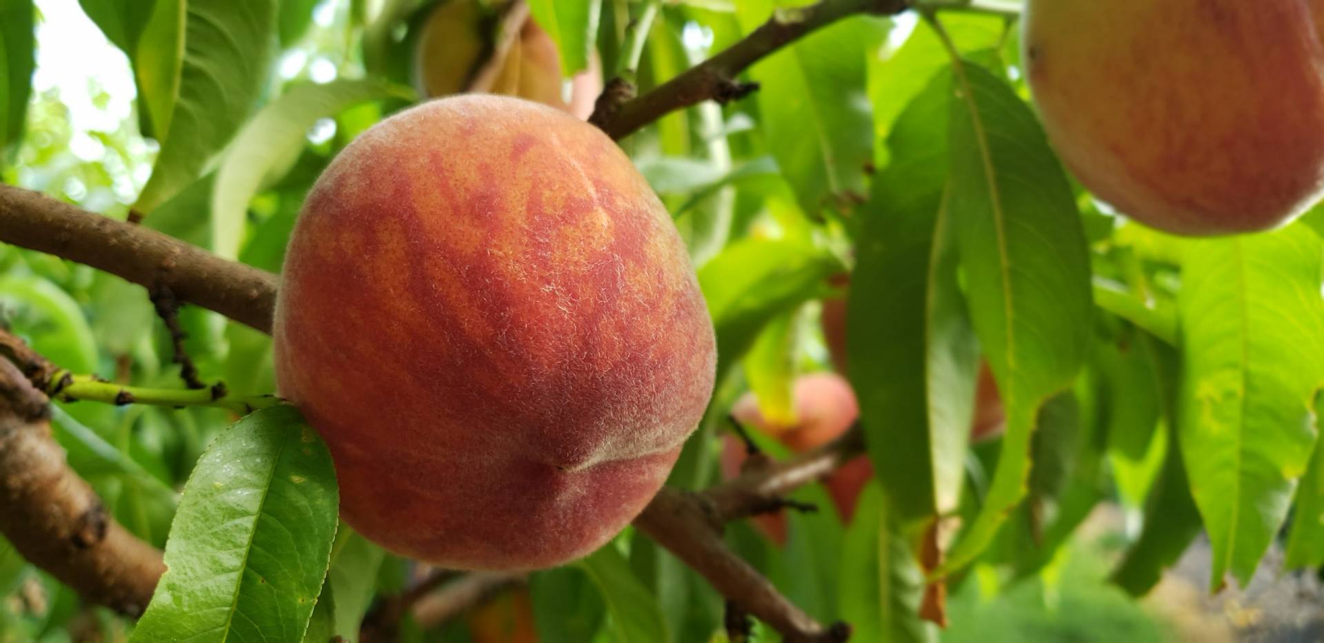 Premium Peaches - 25 Count | Brecknock Orchard LLC