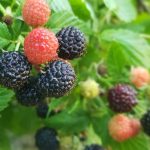 Frozen Black Raspberries - Brecknock Orchard LLC