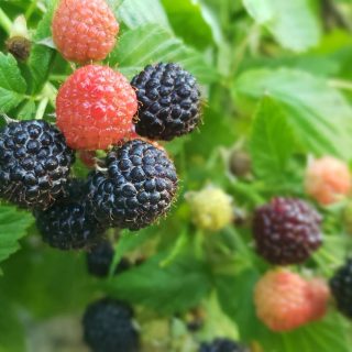 Frozen Black Raspberries - Brecknock Orchard LLC