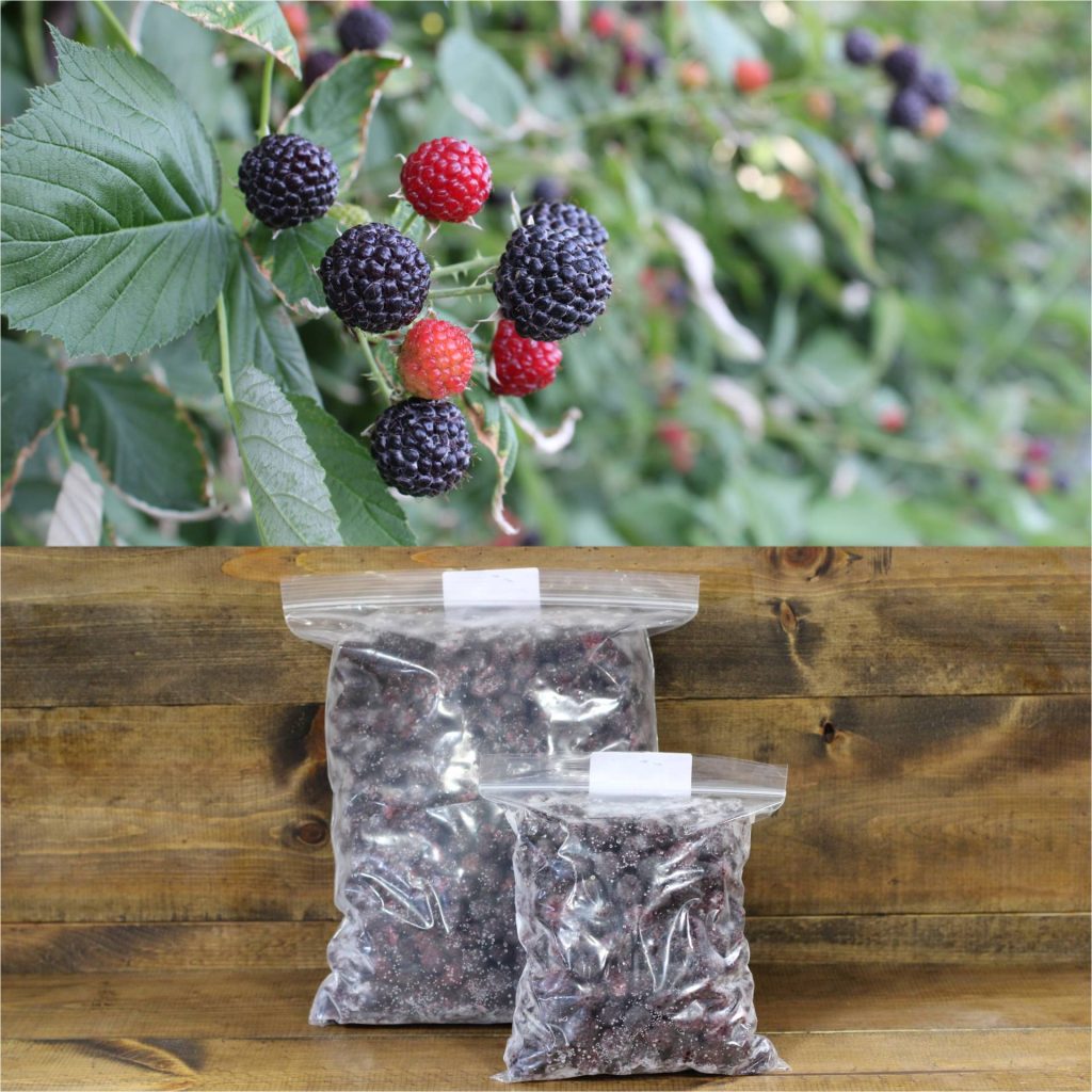 Frozen Archives - Brecknock Orchard LLC