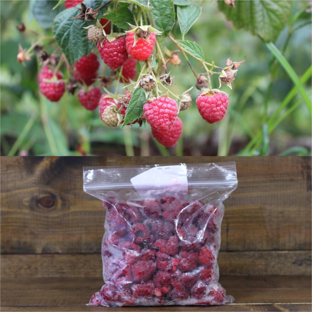 Frozen Black Raspberries - Brecknock Orchard LLC