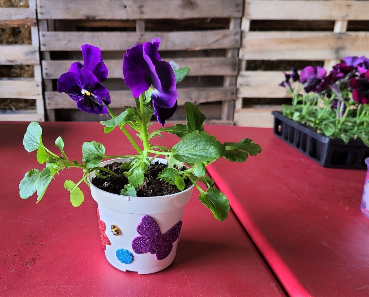 Festivals & Activities | Brecknock Orchard | Lancaster County PA