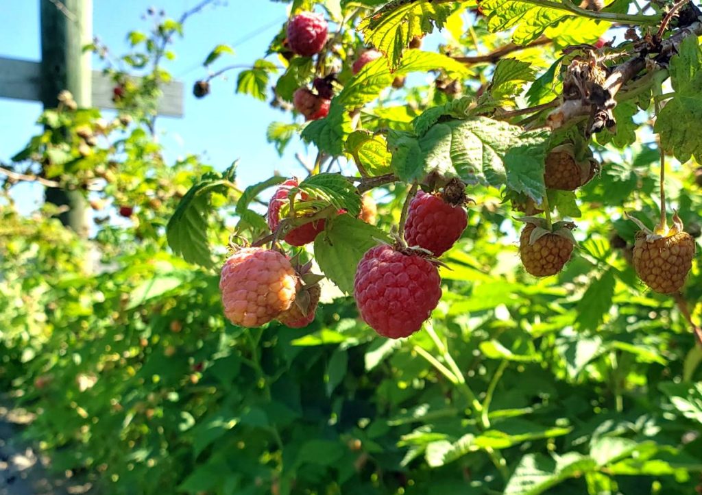 Festivals & Activities | Brecknock Orchard | Lancaster County PA