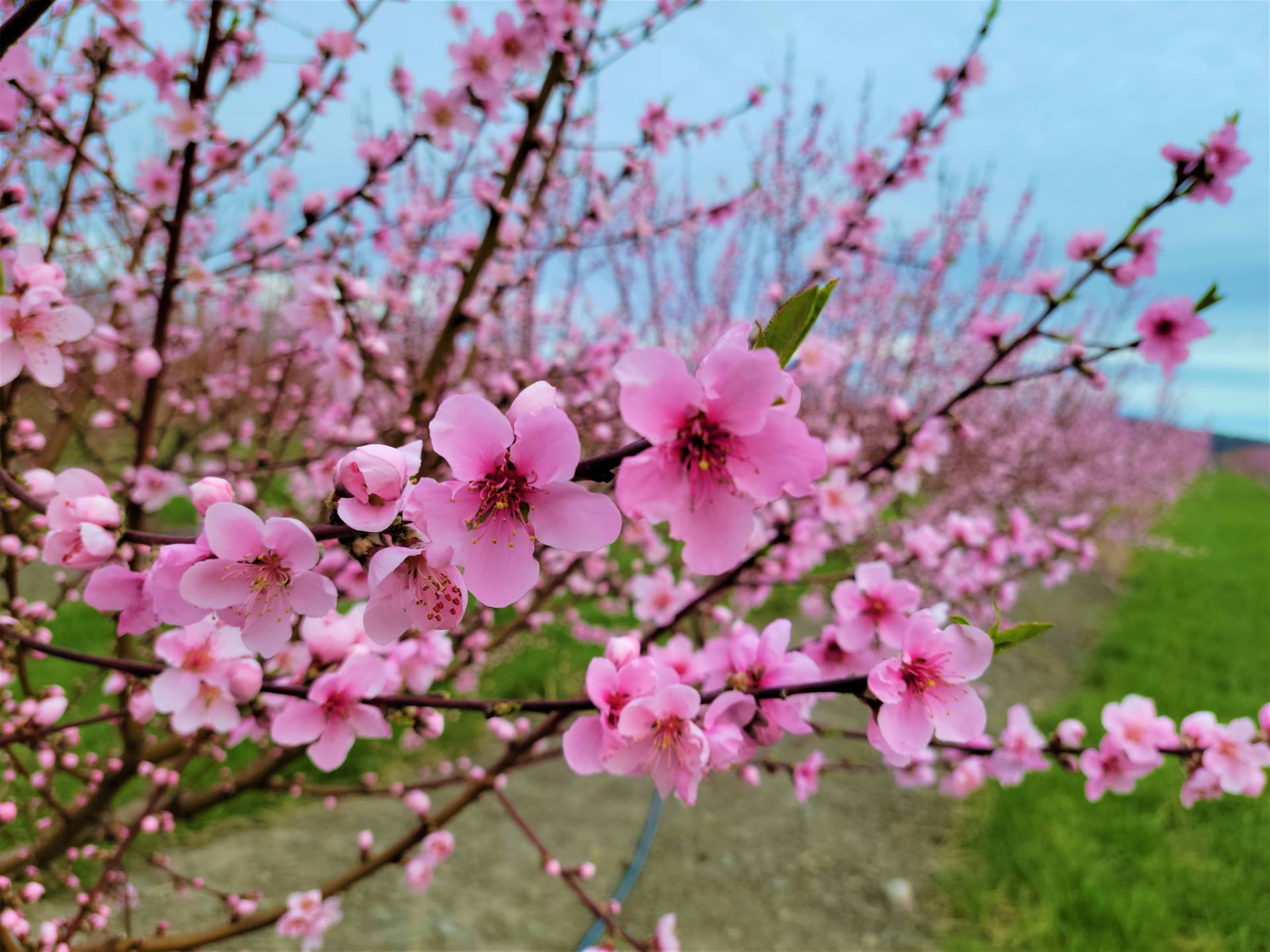 Festivals & Activities | Brecknock Orchard | Lancaster County PA