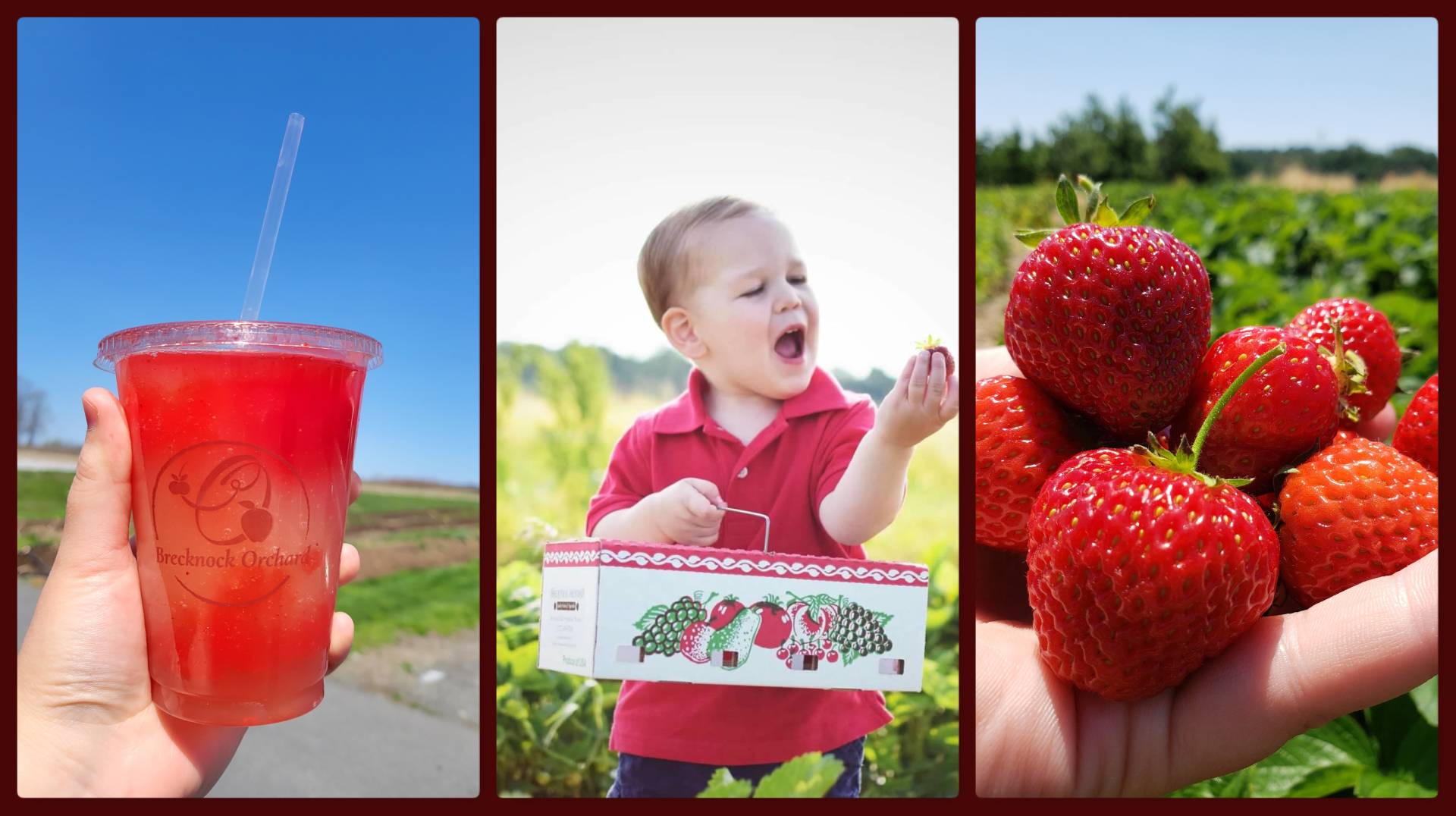 Festivals & Activities | Brecknock Orchard | Lancaster County PA