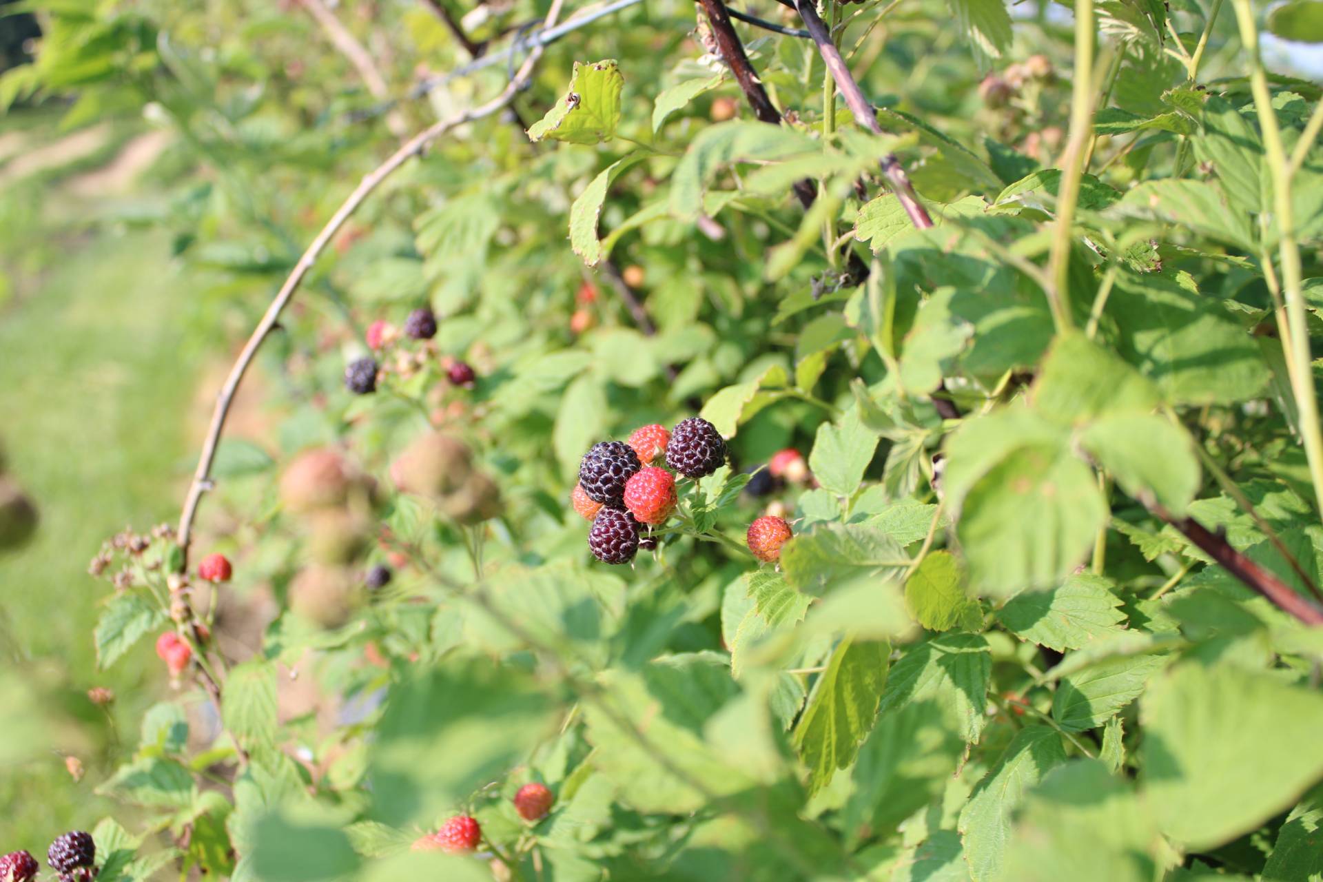 Black Raspberries - Brecknock Orchard LLC, Mohnton Lancaster County PA