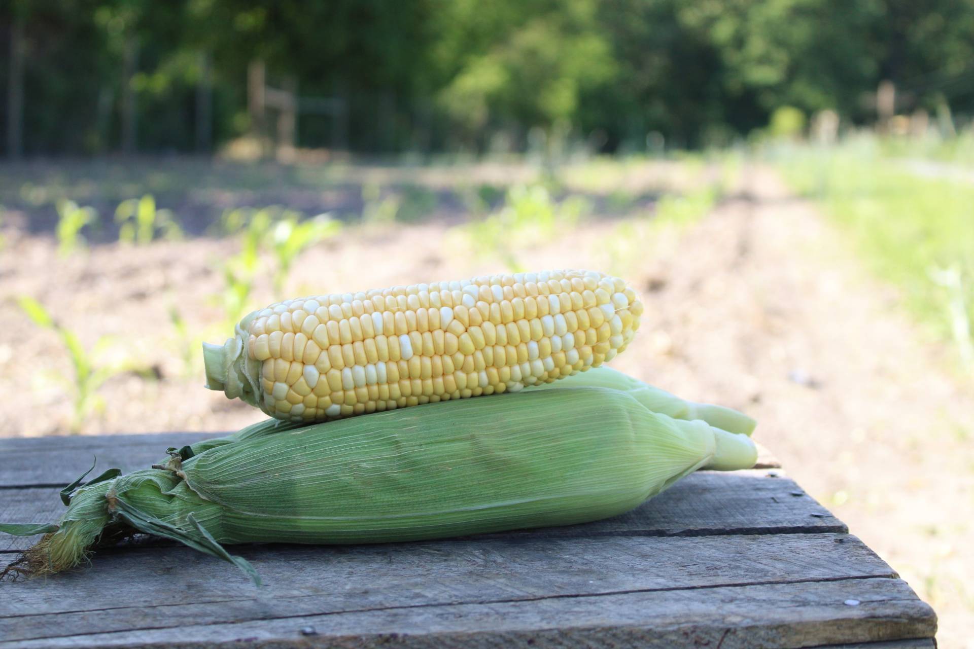 Sweet Corn - Brecknock Orchard LLC, Mohnton Lancaster County PA