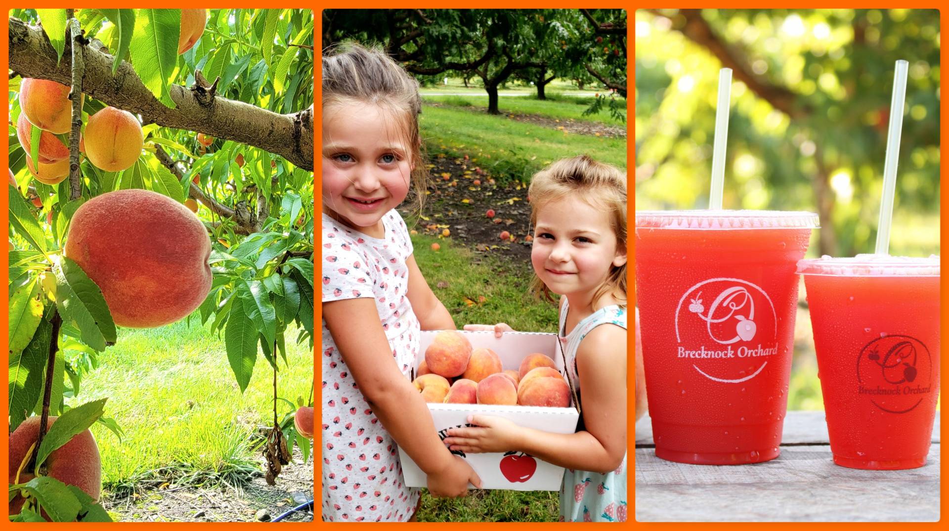 Festivals & Activities | Brecknock Orchard | Lancaster County PA