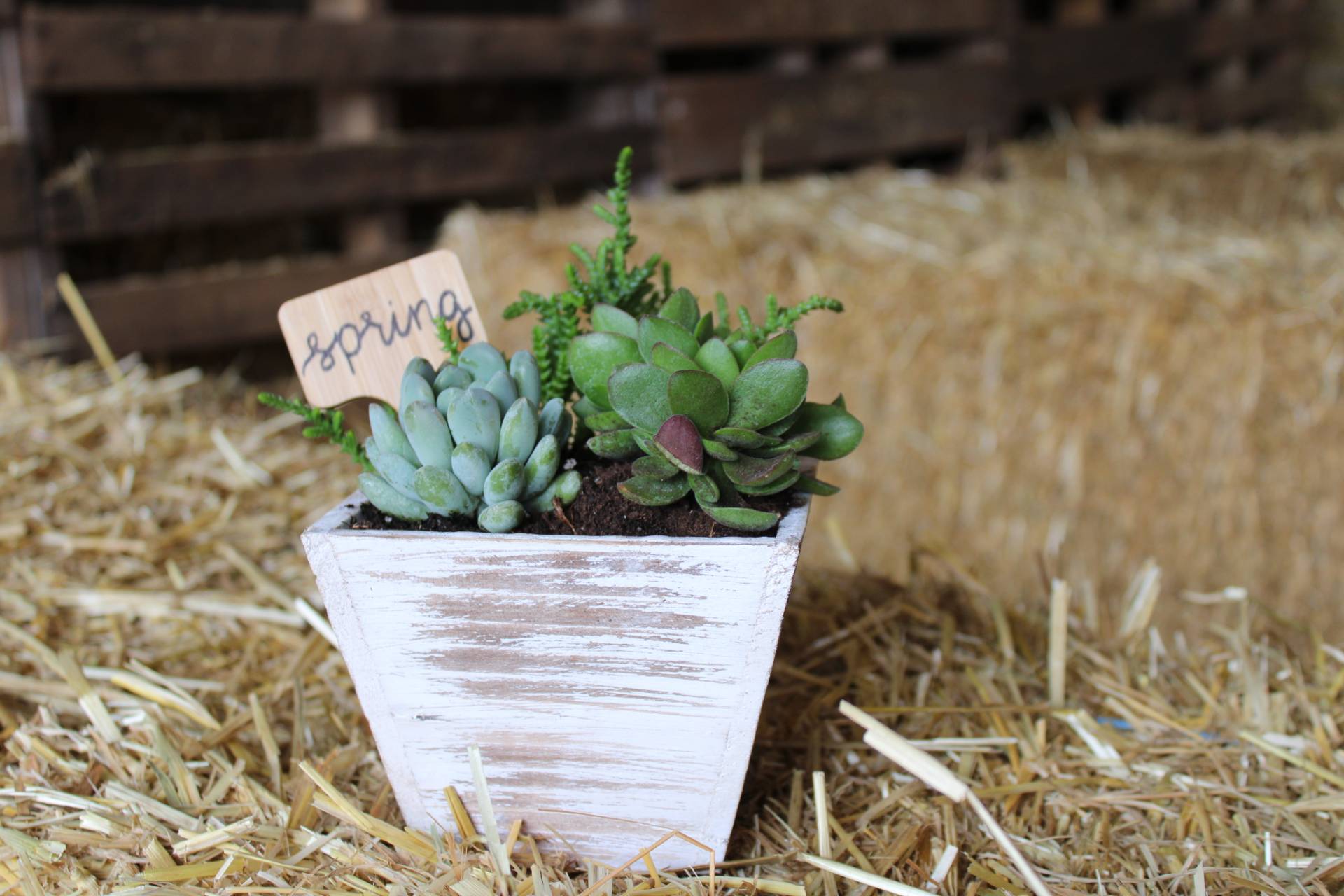 Festivals & Activities | Brecknock Orchard | Lancaster County PA