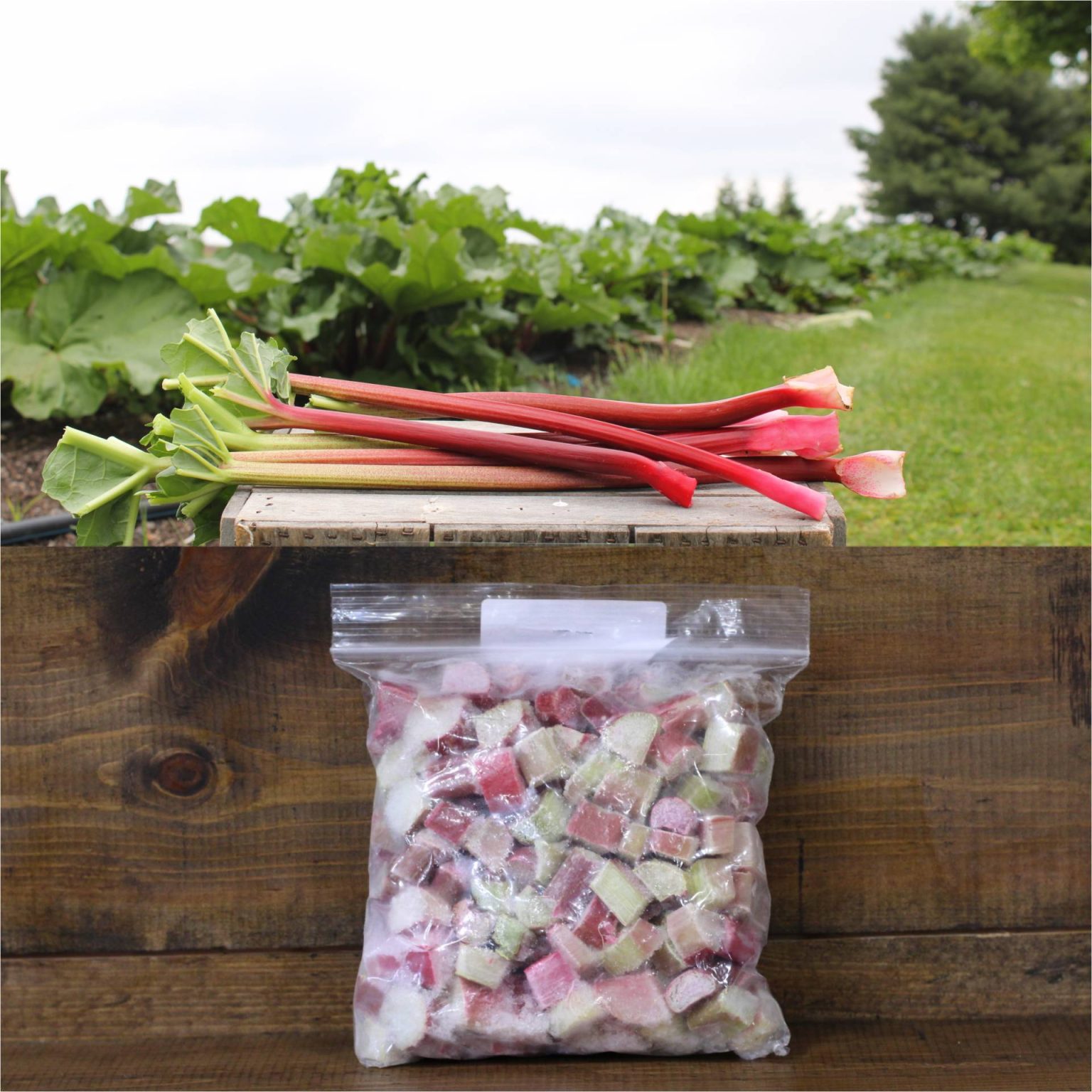 Frozen Black Raspberries - Brecknock Orchard LLC