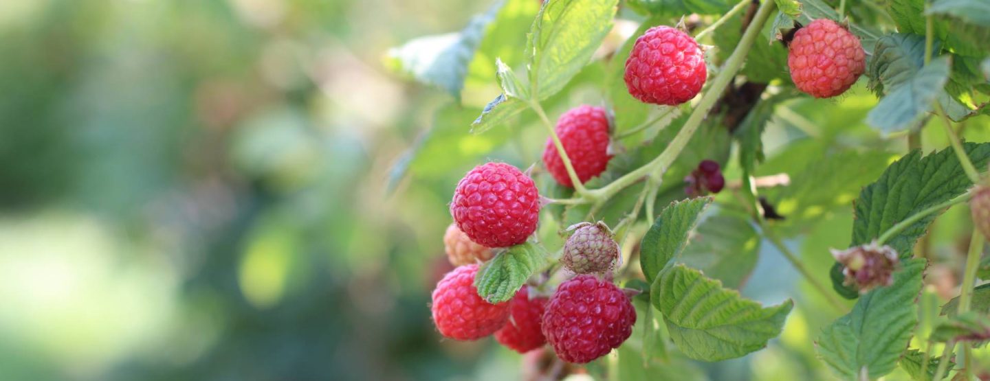 Brecknock Orchard | Farm Fresh Produce, Fruits, Vegetables, & More