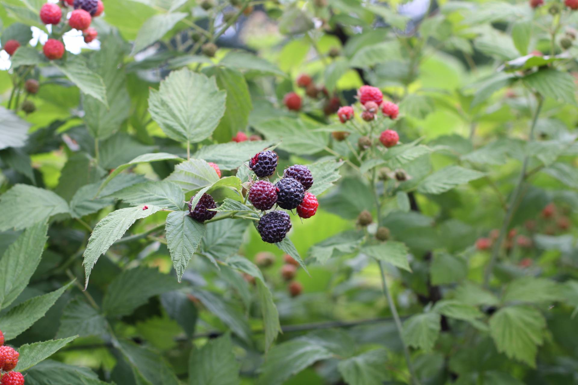 Black Raspberries - Brecknock Orchard LLC, Mohnton Lancaster County PA