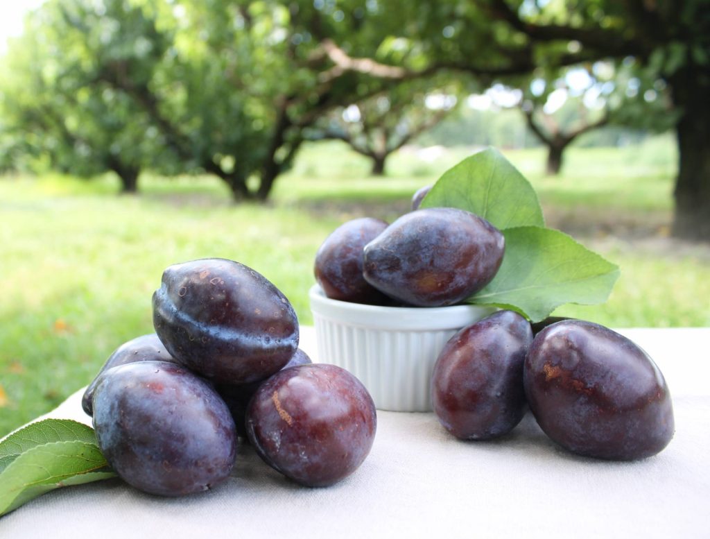 Plums - Brecknock Orchard LLC, Mohnton Lancaster County PA