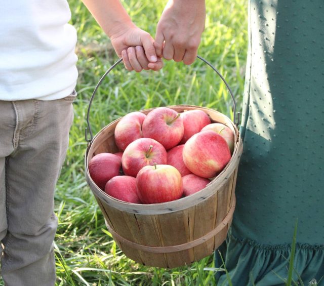 Brecknock Orchard | Farm Fresh Produce, Fruits, Vegetables, & More