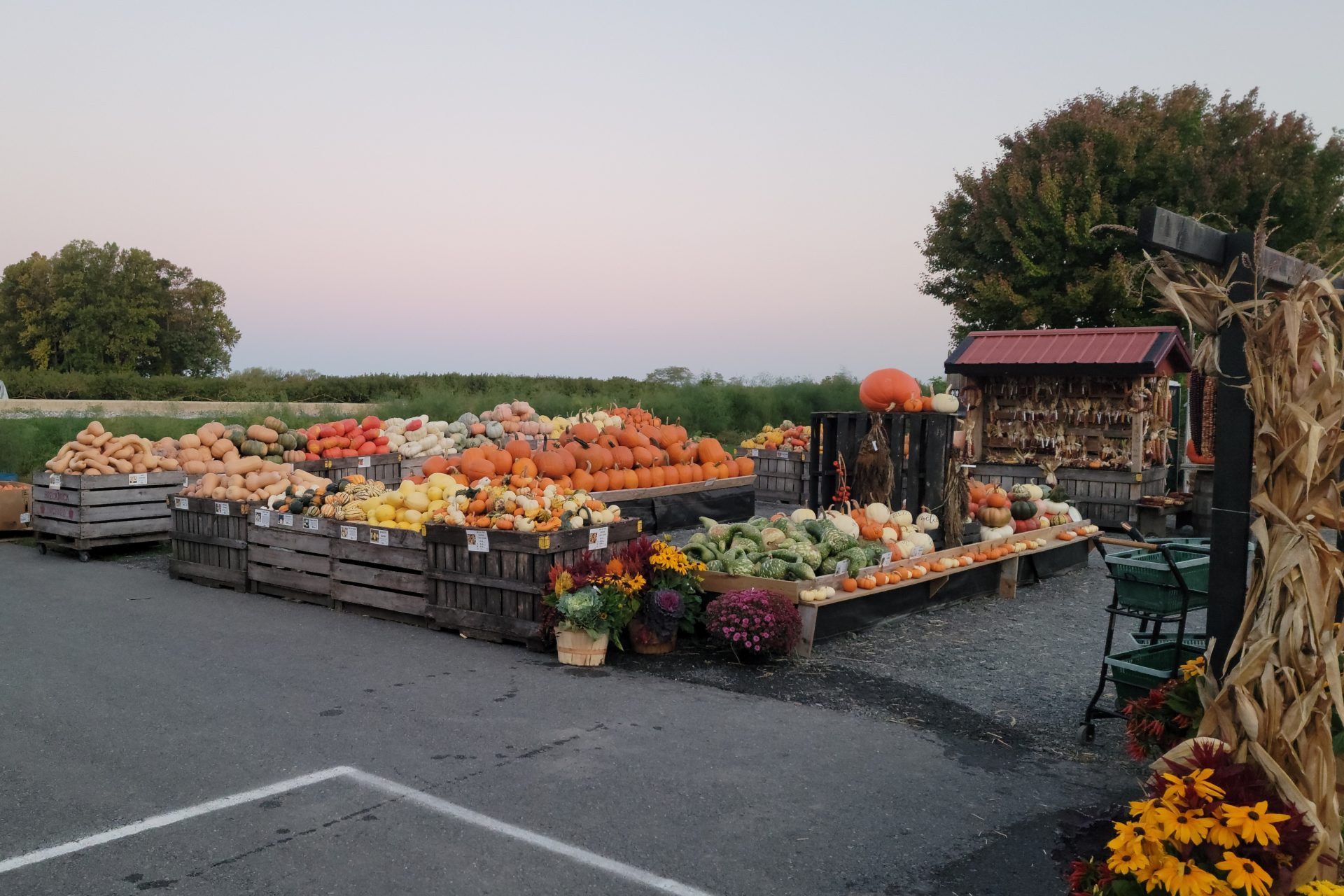 Pumpkin Picking Farm | Local Pumpkin Patch in Central Pennsylvania