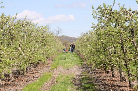 Festivals & Activities | Brecknock Orchard | Lancaster County PA