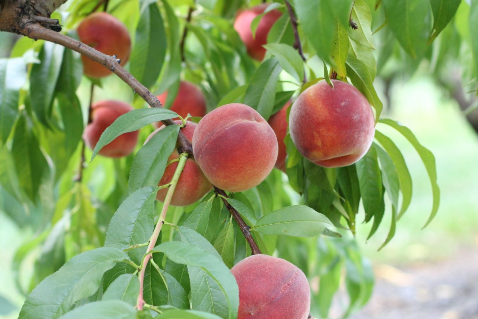 Festivals & Activities | Brecknock Orchard | Lancaster County PA